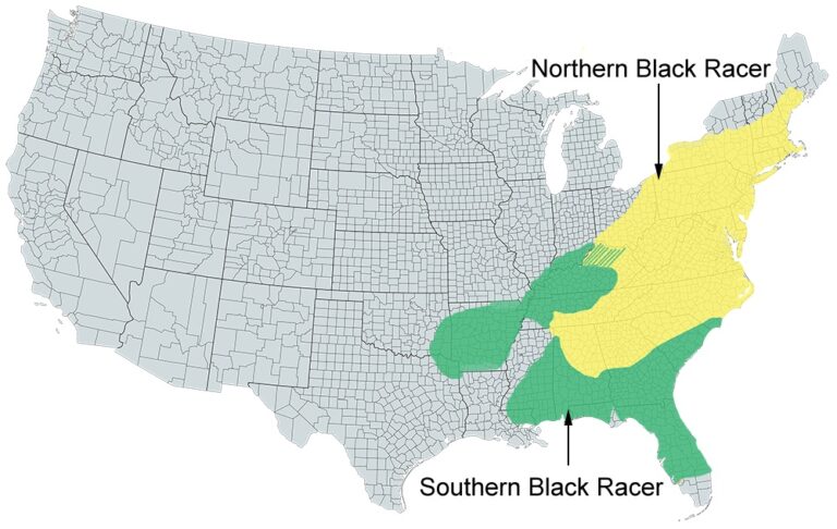 Northern Black Racer Facts, Description, Diet, and Pictures