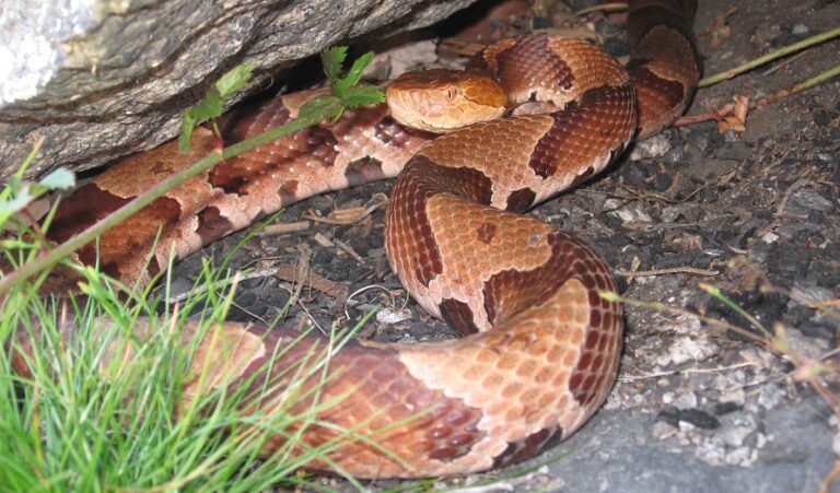 Northern Copperhead Facts, Description, Diet, and Pictures