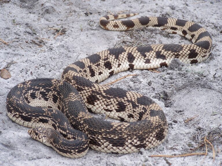Northern Pine Snake Facts, Description, Diet, and Pictures