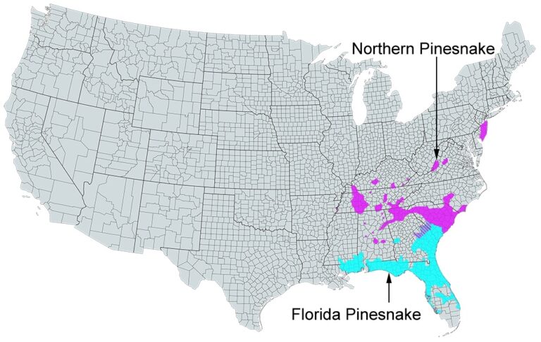 Northern Pine Snake Facts, Description, Diet, and Pictures