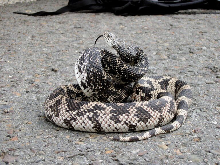 Northern Pine Snake Facts, Description, Diet, and Pictures