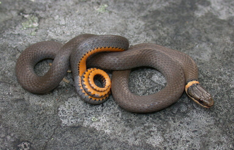 Northern Ringneck Snake Facts, Description, Diet, and Pictures