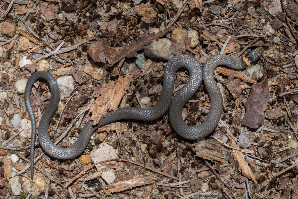 Northern Ringneck Snake Facts, Description, Diet, and Pictures