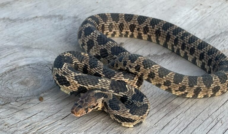 Eastern Fox Snake Facts, Description, Diet, and Pictures