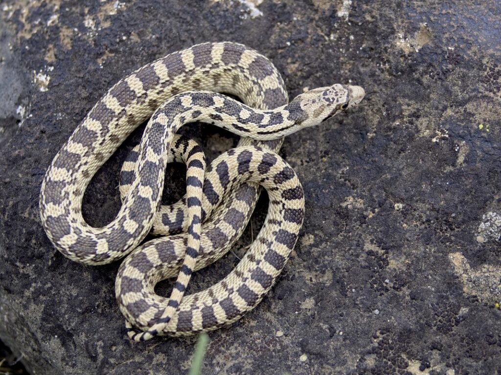 Great Basin Gopher Snake Facts, Description, Diet, and Pictures