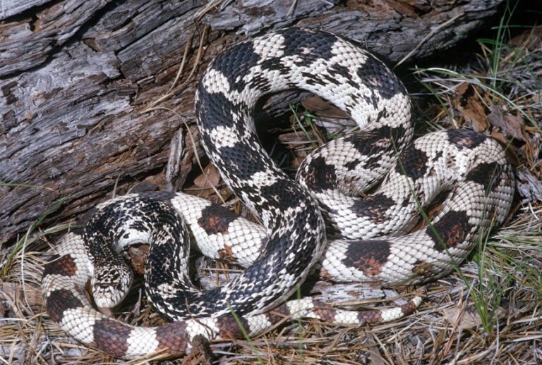 Northern Pine Snake Facts, Description, Diet, and Pictures