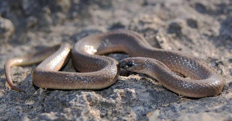 Rough Earth Snake Facts, Description, Diet, and Pictures