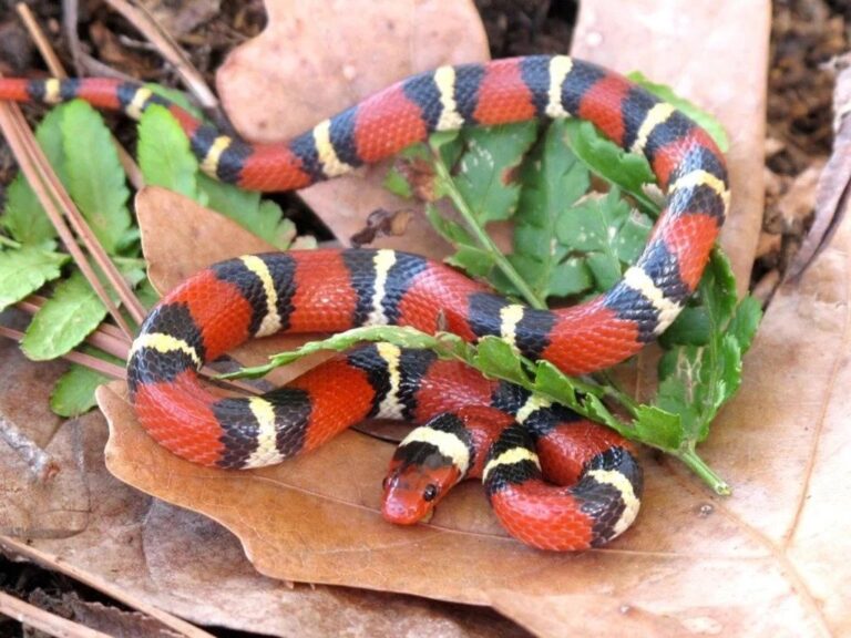 Scarlet Kingsnake Facts, Size, Diet, and Pictures