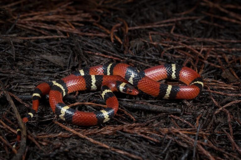 Scarlet Kingsnake Facts, Size, Diet, and Pictures
