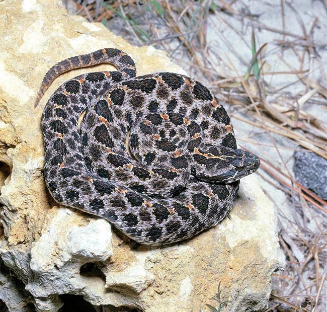 Dusky Pygmy Rattlesnake Facts, Description, Diet, and Pictures