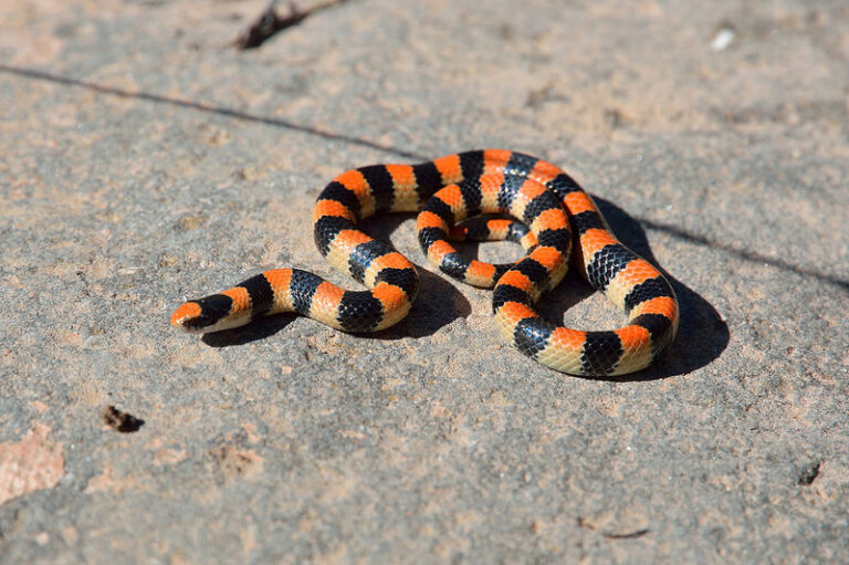 Western Ground Snake Facts, Description, Diet, and Pictures