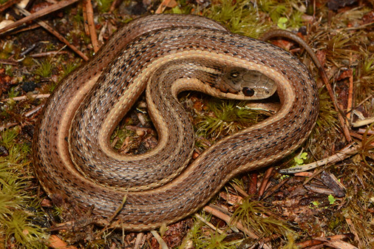 Northwestern Garter Snake Facts, Description, Diet, and Pictures