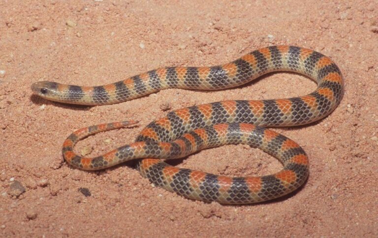 Western Ground Snake Facts, Description, Diet, and Pictures