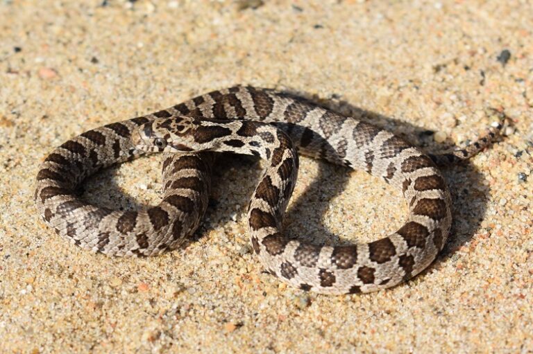 Western Fox Snake Facts, Description, Diet, and Pictures