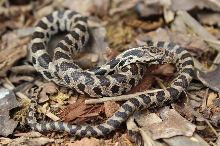 Western Fox Snake Facts, Description, Diet, and Pictures