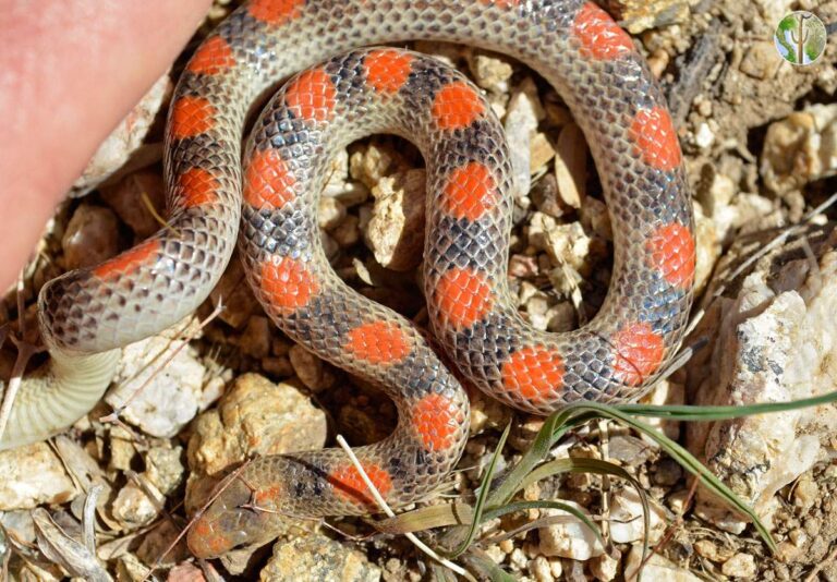 Western Ground Snake Facts, Description, Diet, and Pictures