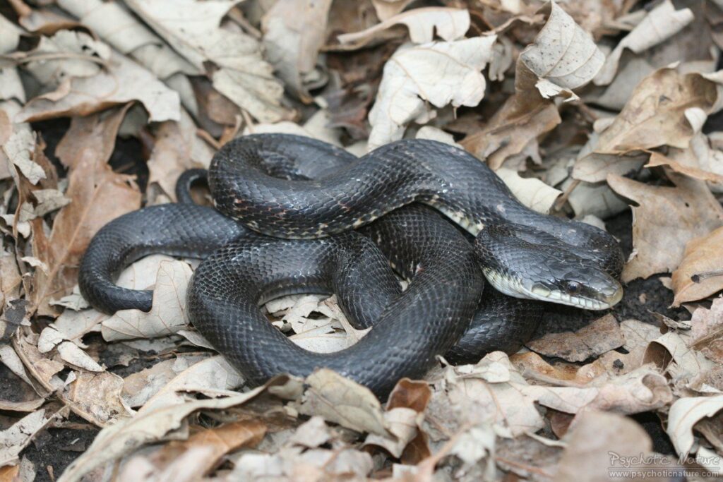 Western Rat Snake Facts, Description, Diet, and Pictures