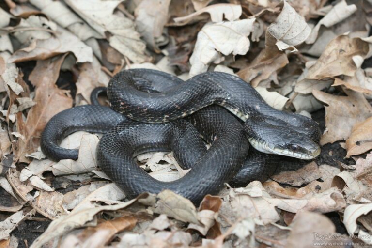 Western Rat Snake Facts, Description, Diet, and Pictures