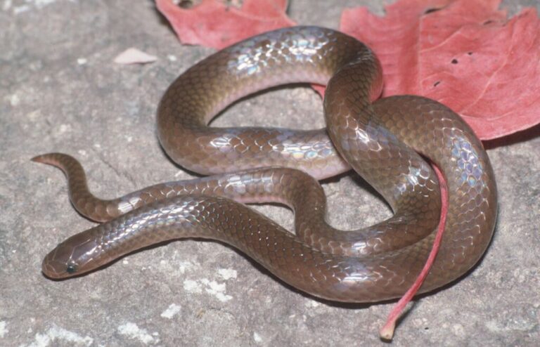 Worm Snake Facts, Description, Diet, and Pictures