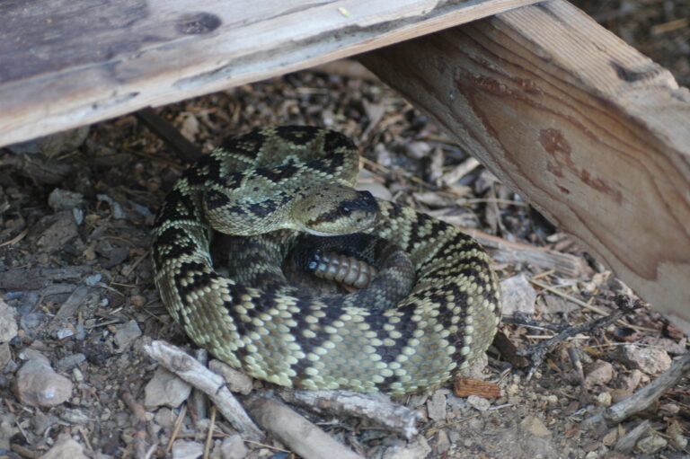 Black-tailed Rattlesnake Facts, Description, Diet, and Pictures