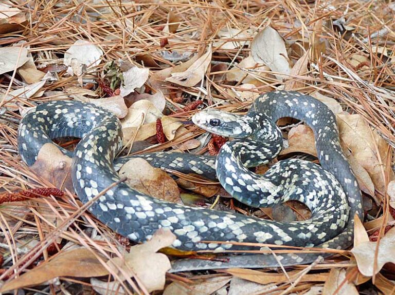 Buttermilk Racer Facts, Description, Diet, and Pictures