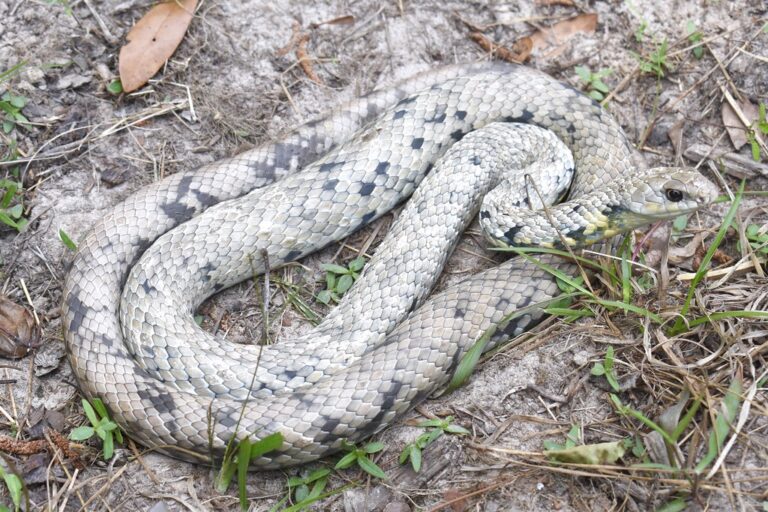 Buttermilk Racer Facts, Description, Diet, and Pictures