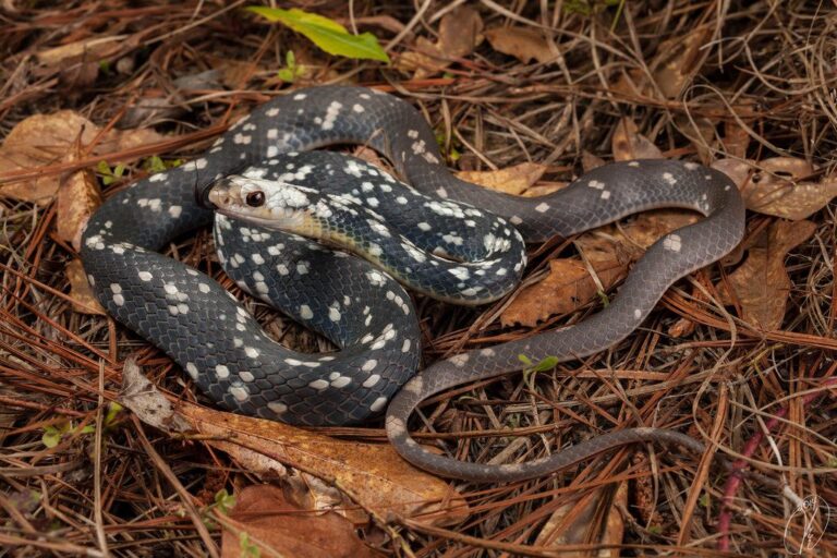 Buttermilk Racer Facts, Description, Diet, and Pictures