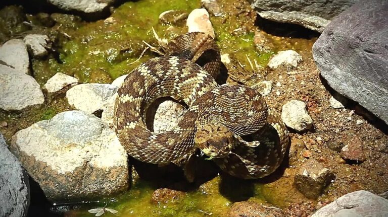 Black-tailed Rattlesnake Facts, Description, Diet, and Pictures