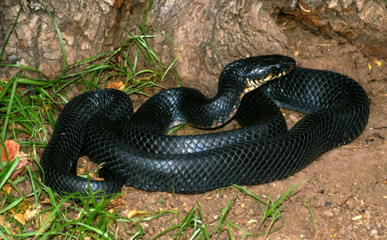 Texas Indigo Snake Facts, Description, Diet, and Pictures