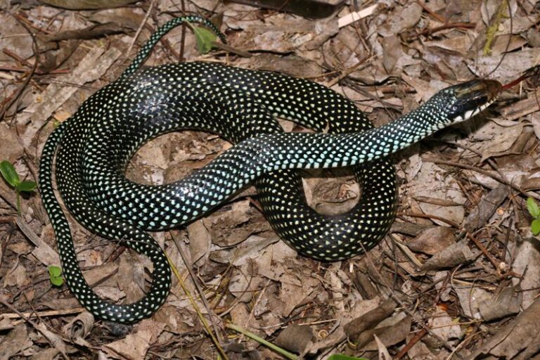 Speckled Racer Facts, Description, Diet, and Pictures