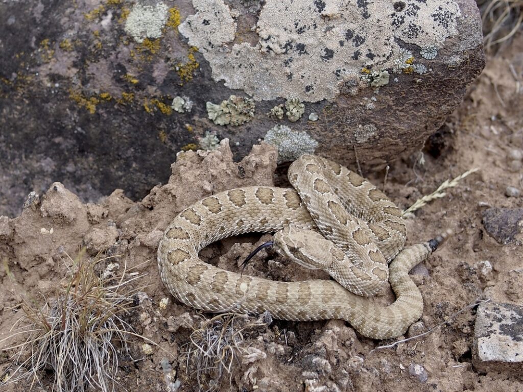 Midget Faded Rattlesnake Facts, Description, Diet, and Pictures