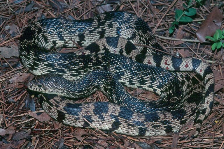 Louisiana Pine Snake Facts, Description, Diet, and Pictures