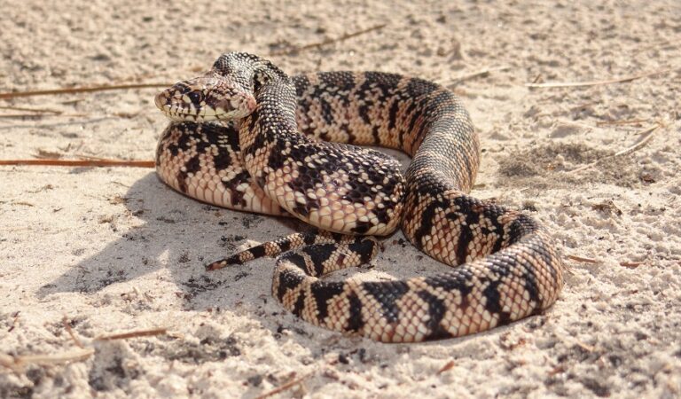 Louisiana Pine Snake Facts, Description, Diet, and Pictures