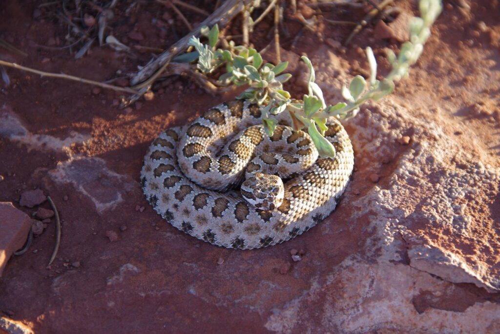 Midget Faded Rattlesnake Facts, Description, Diet, and Pictures