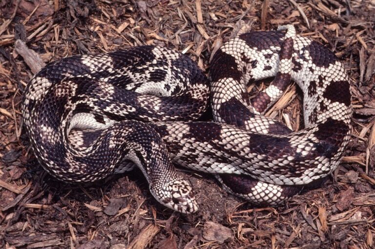 Pine Snake Facts, Description, Diet, and Pictures
