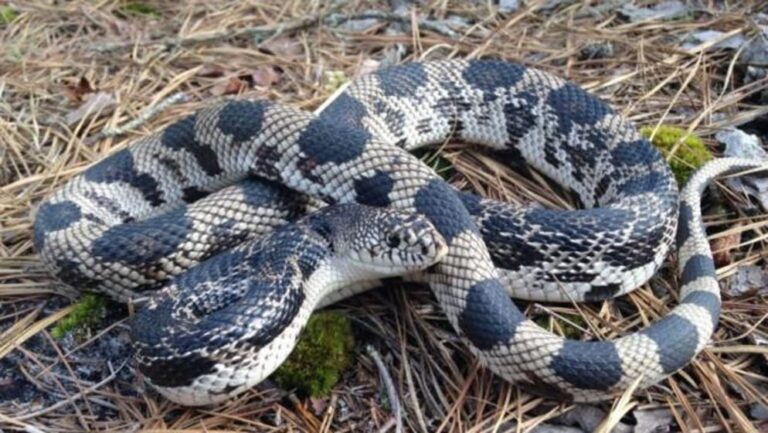 Pine Snake Facts, Description, Diet, and Pictures