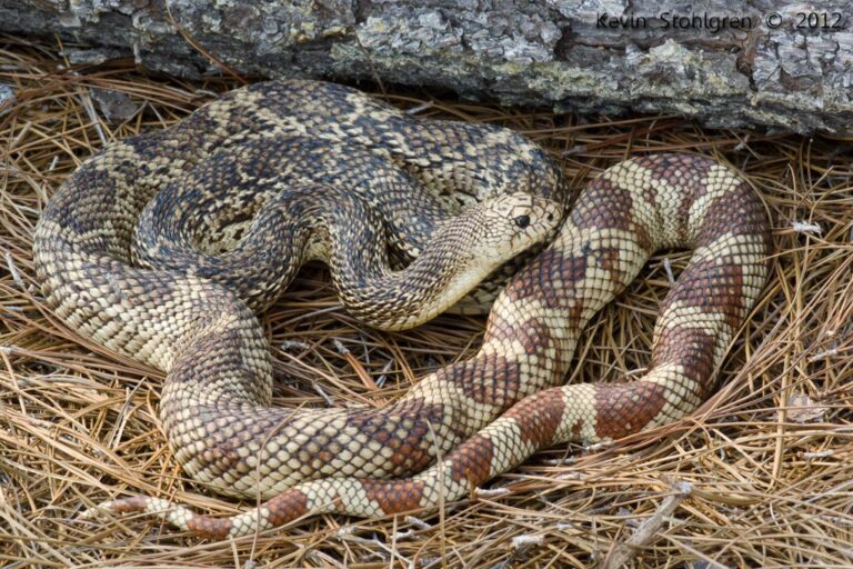 Pine Snake Facts, Description, Diet, and Pictures