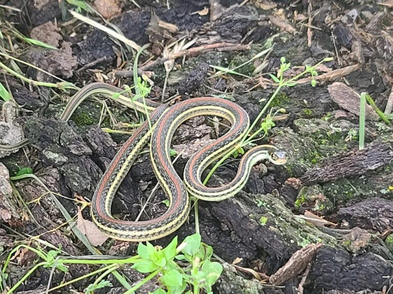 Redstripe Ribbon Snake Facts, Description, Diet, and Pictures