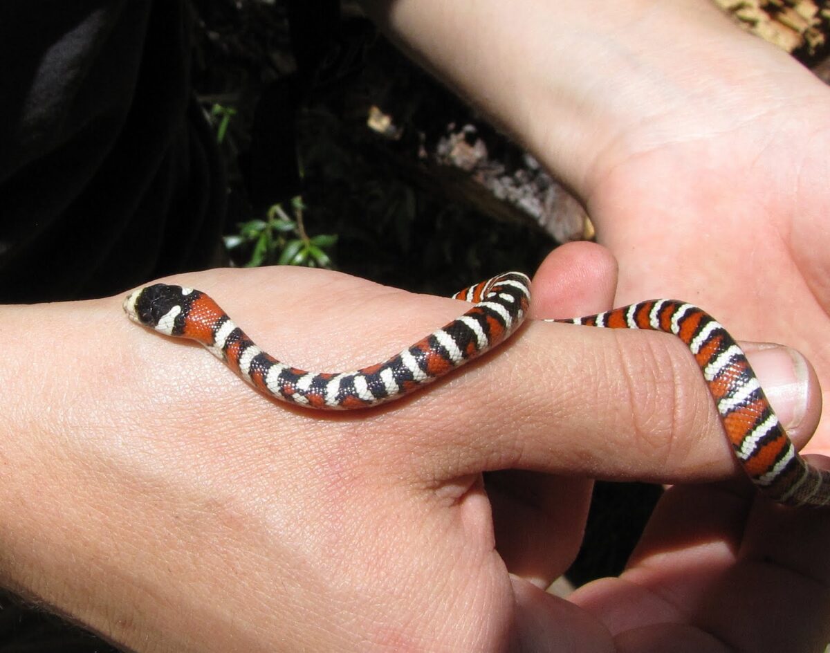 Arizona Mountain Kingsnake Facts, Description, Diet, and Pictures