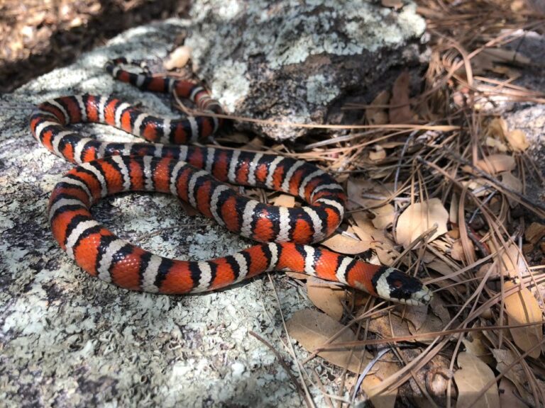 Arizona Mountain Kingsnake Facts, Description, Diet, and Pictures