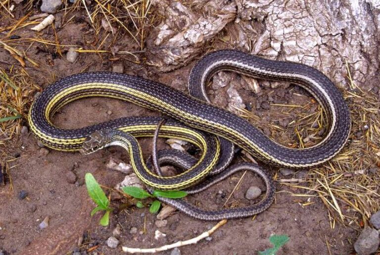 Striped Whipsnake Facts, Description, Diet, and Pictures