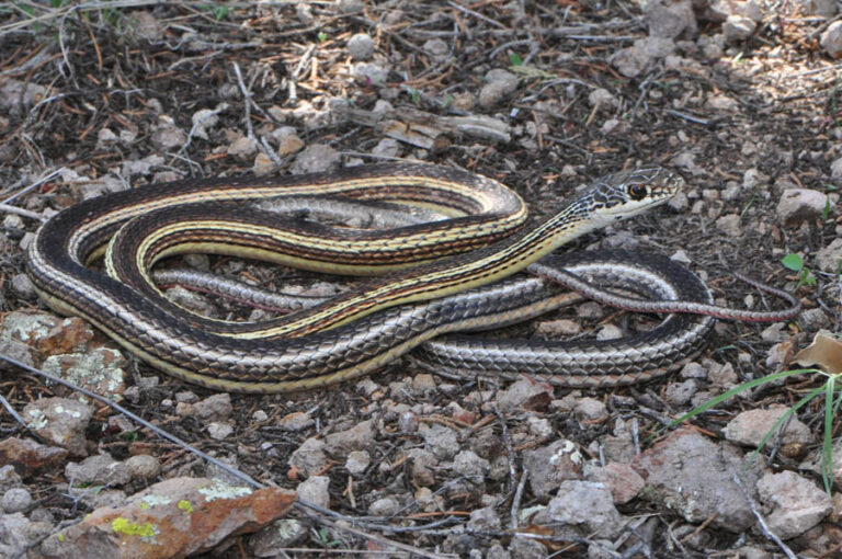Striped Whipsnake Facts, Description, Diet, and Pictures