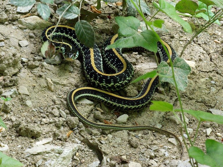 Texas Garter Snake Facts, Description, Diet, and Pictures