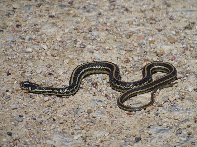 Texas Garter Snake Facts, Description, Diet, and Pictures