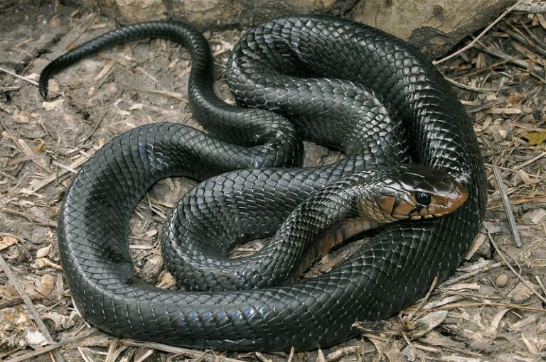 Texas Indigo Snake Facts, Description, Diet, and Pictures