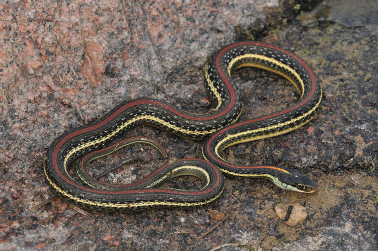 Redstripe Ribbon Snake Facts, Description, Diet, and Pictures