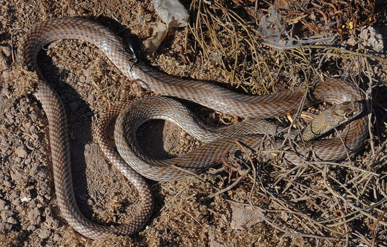 Western Coachwhip Facts, Description, Diet, and Pictures