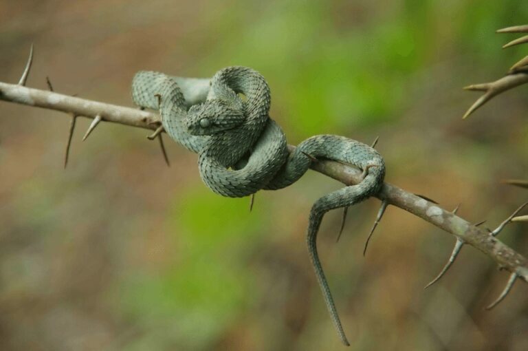 African Bush Viper Facts, Description, Diet, and Pictures