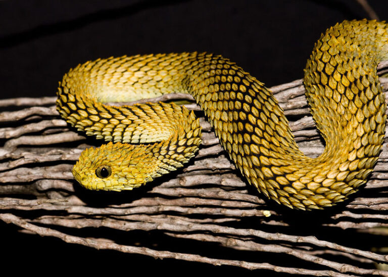 African Bush Viper Facts, Description, Diet, and Pictures