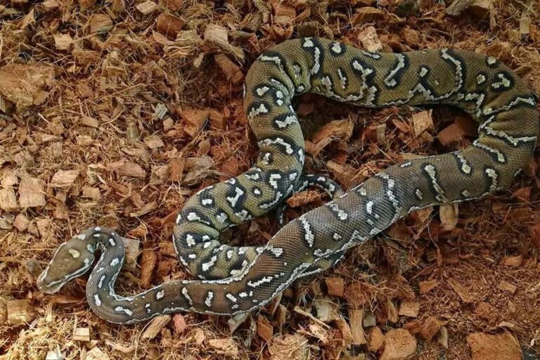 Angolan Python Facts, Description, Diet, and Pictures